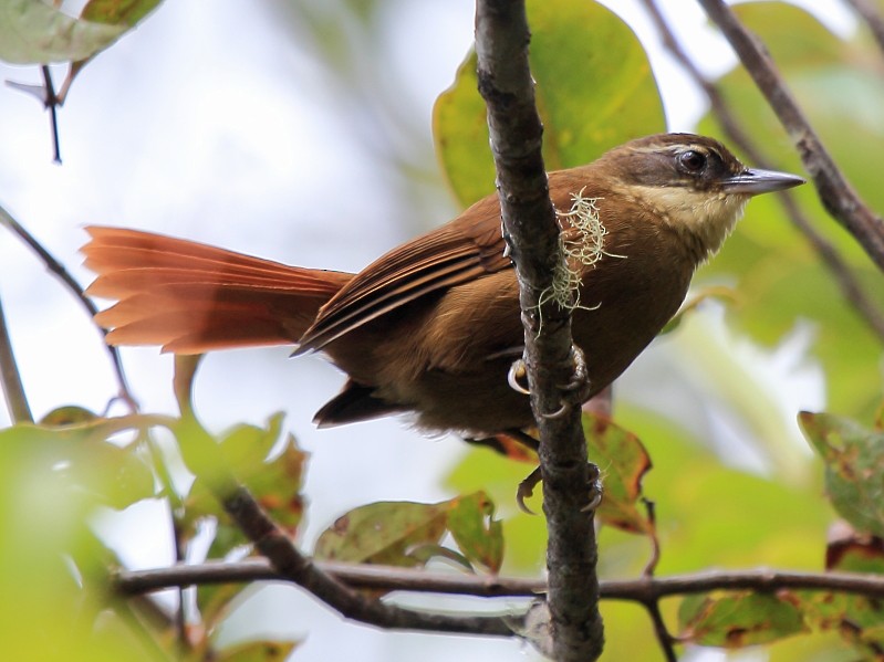 Tepui Foliage-gleaner - eBird