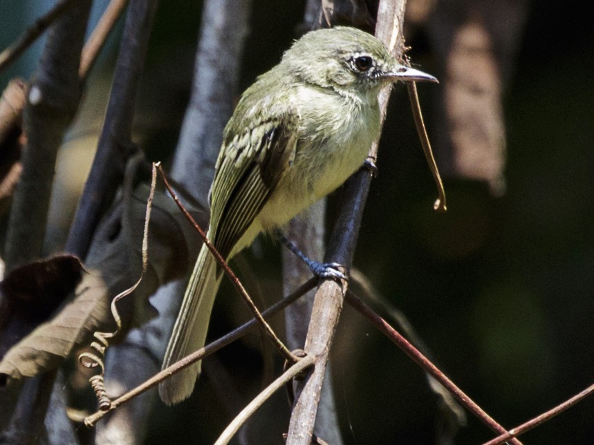 Olive-green Tyrannulet - Phylloscartes virescens - Birds of the World
