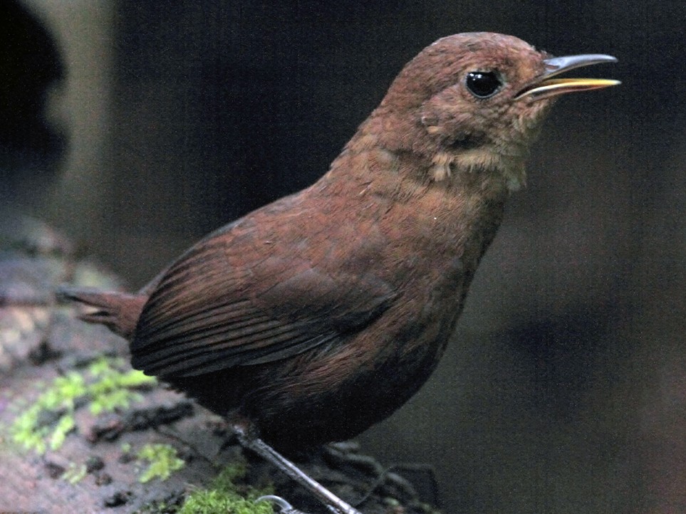 Flautista-dos-tepuis - eBird