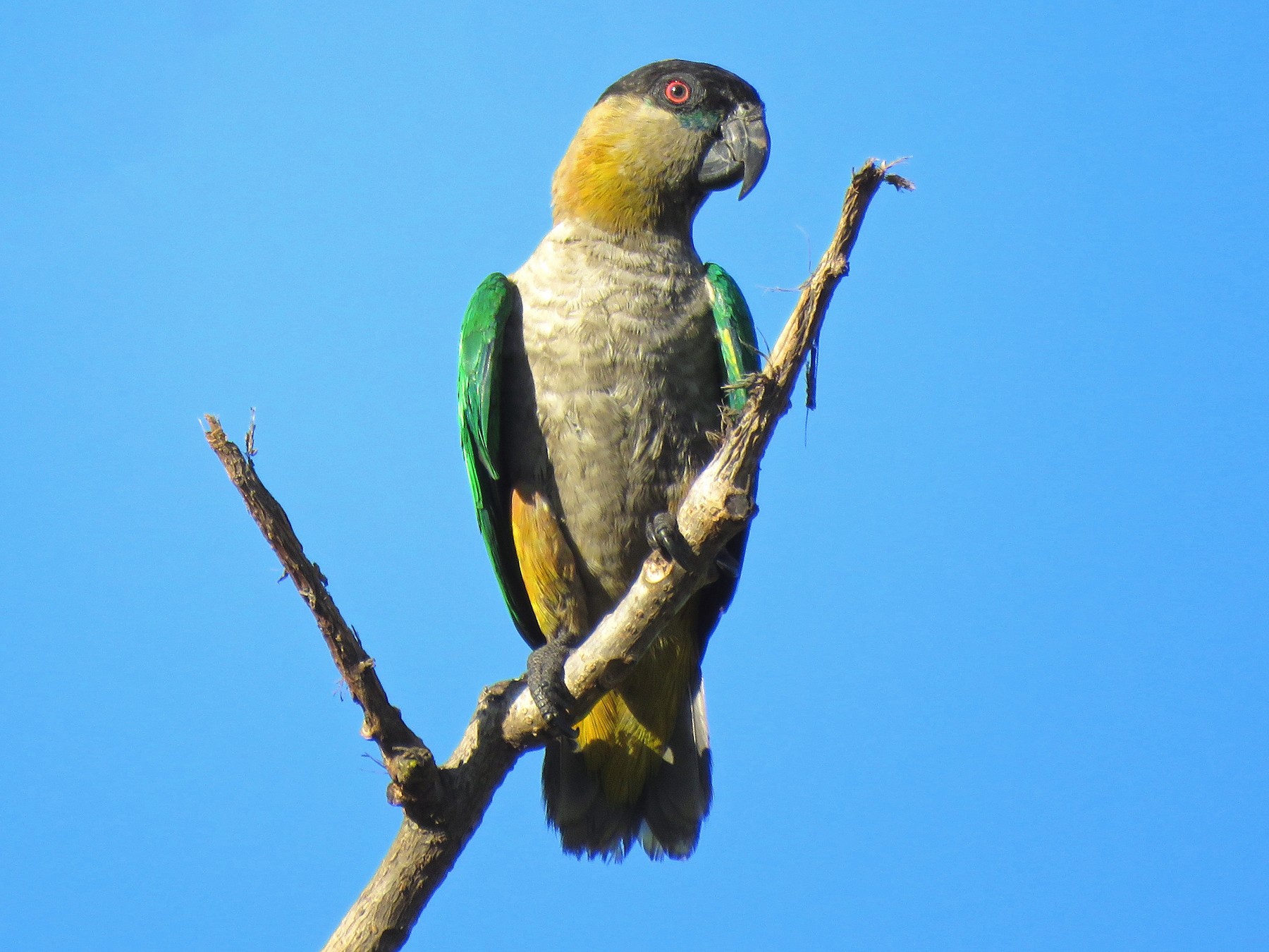 Black-headed Parrot - eBird