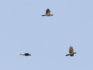Red-fan Parrot - eBird