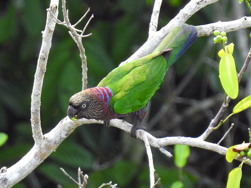 Red-fan Parrot - eBird