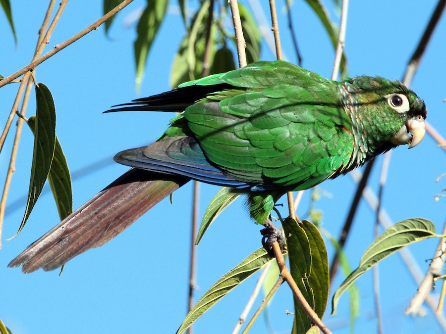 Cotorra Egregia - eBird