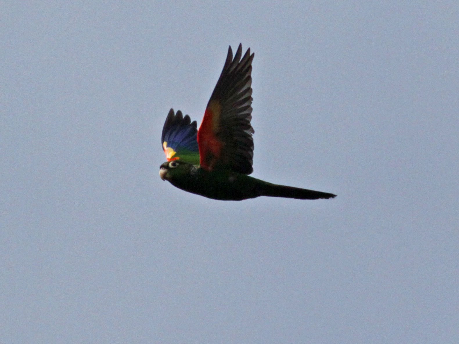 Fiery-shouldered Parakeet - eBird