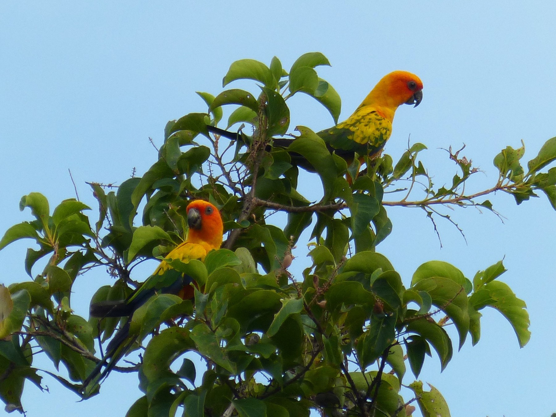 Sun Parakeet - eBird