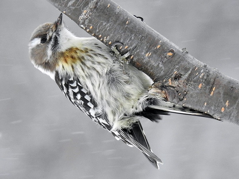 Japanese Pygmy Woodpecker - eBird