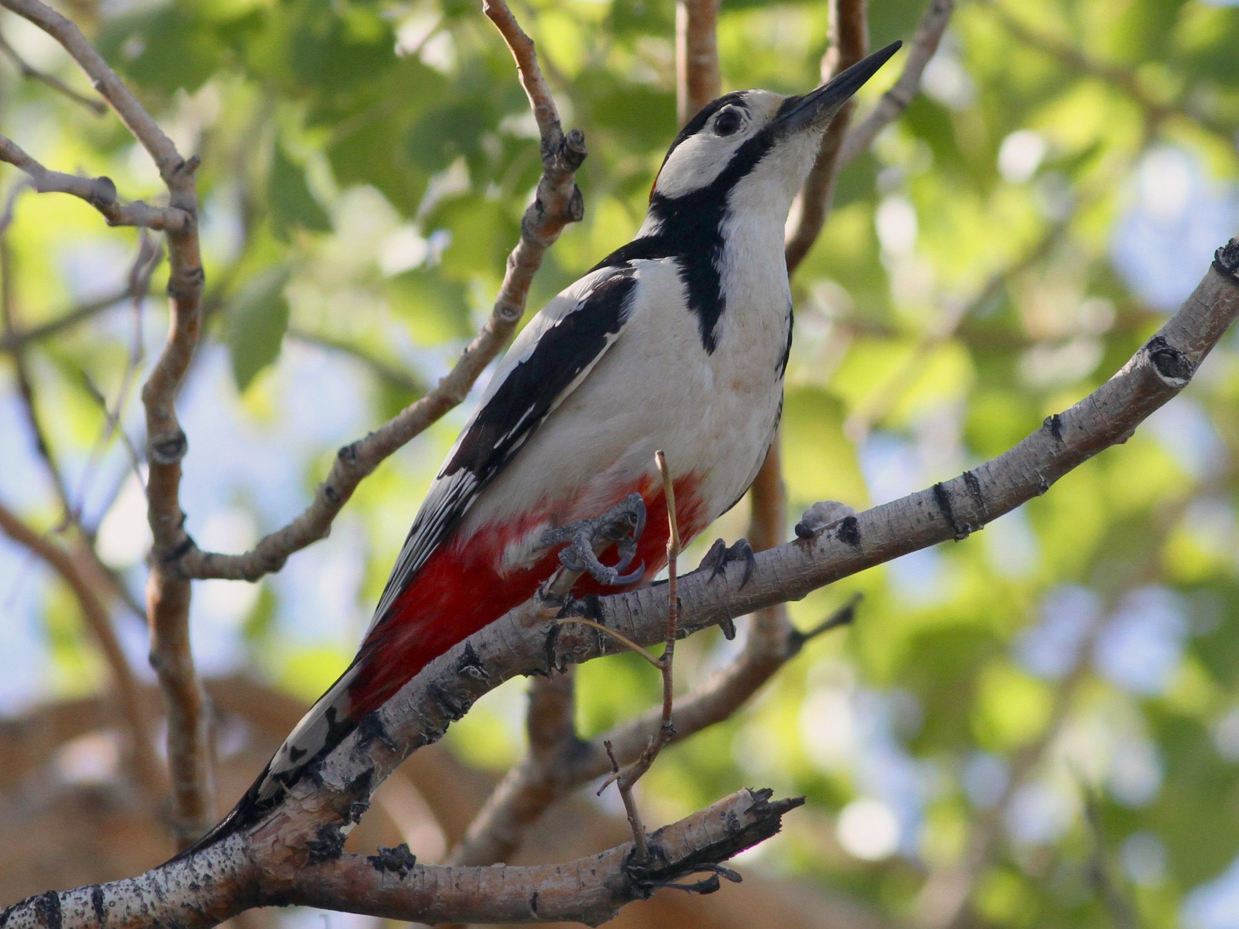 White-winged Woodpecker - eBird