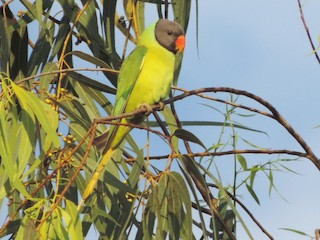Grey-headed Parakeet - eBird