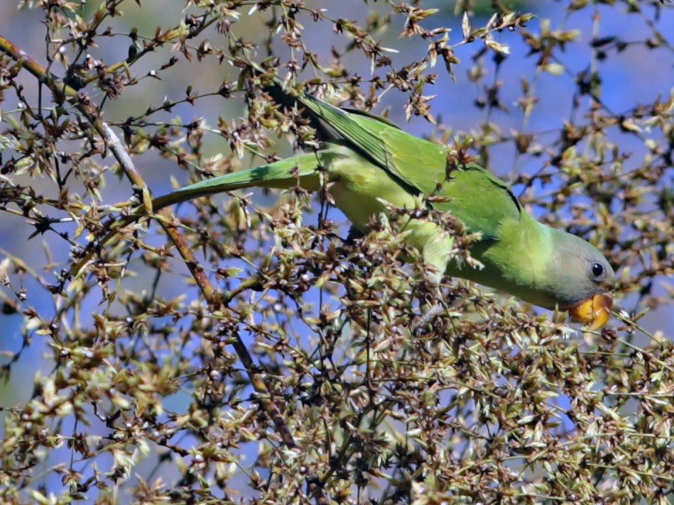 Gray-headed Parakeet - eBird