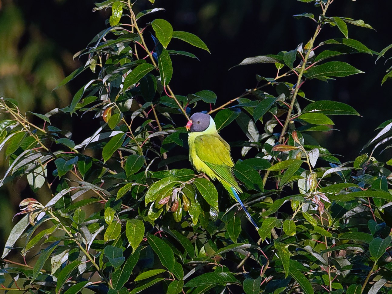 Gray-headed Parakeet - eBird