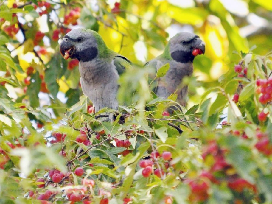 Derbyan Parakeet - eBird