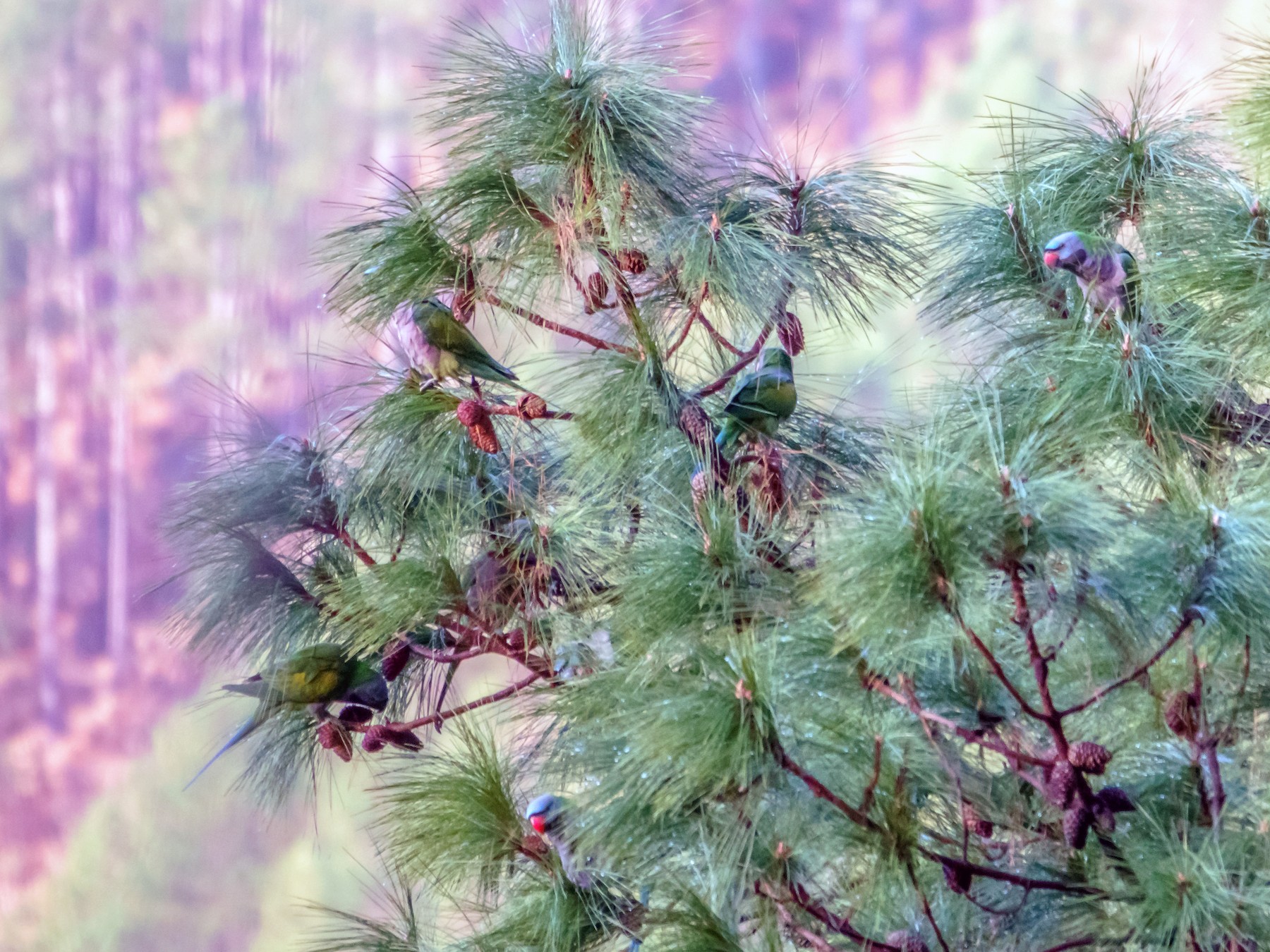 Derbyan Parakeet - eBird