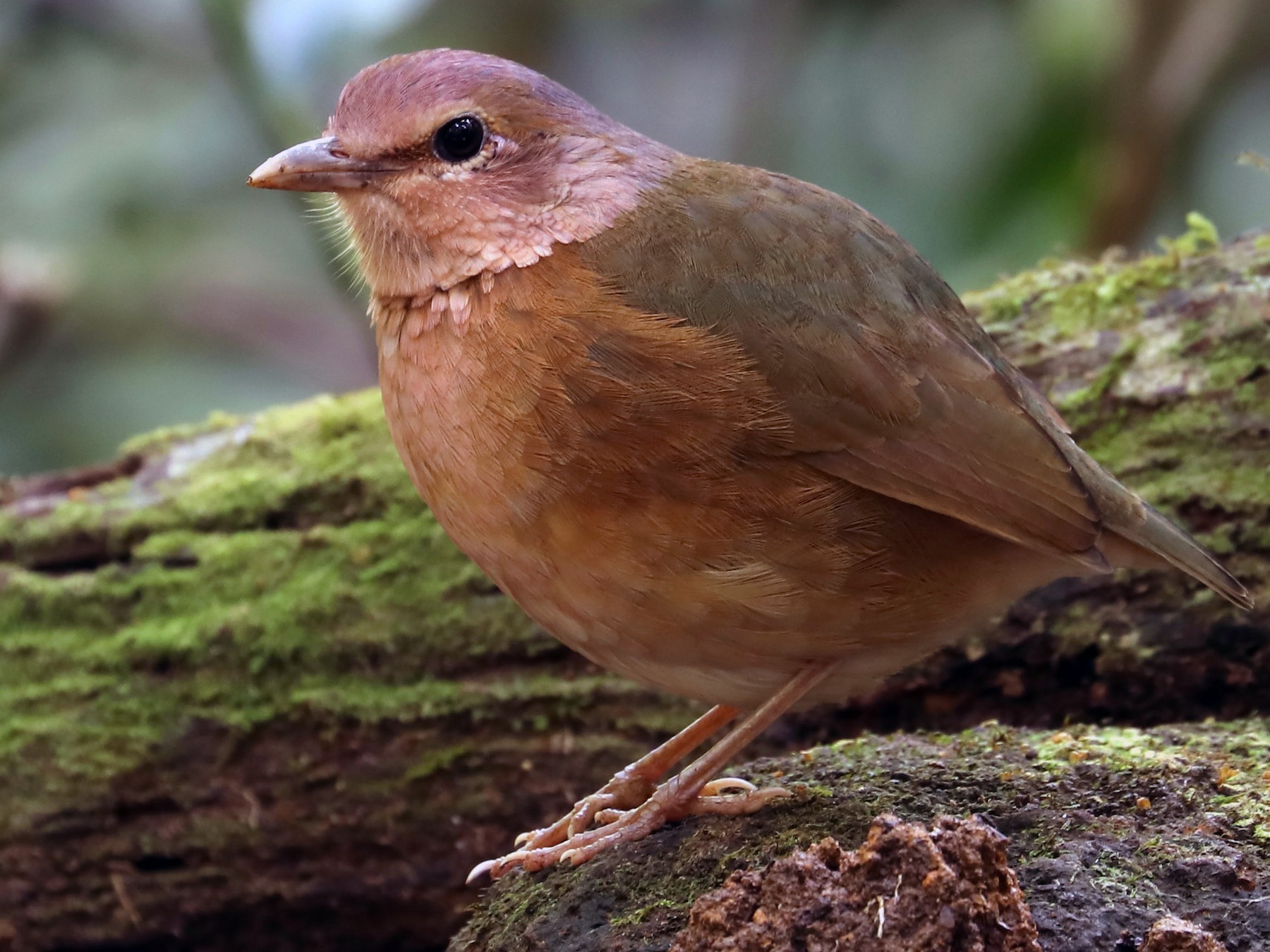 Blue-rumped Pitta - eBird