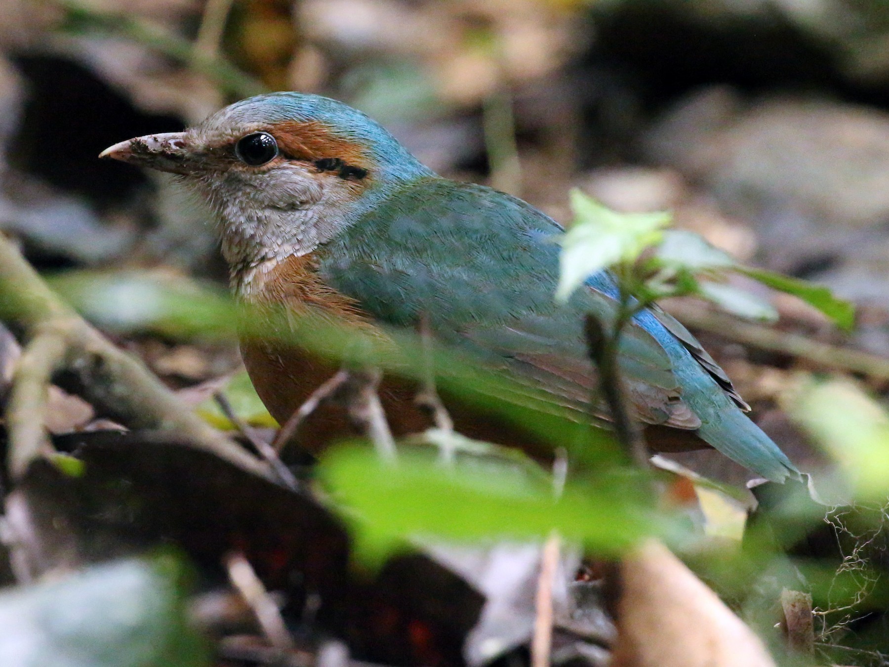 Blue-rumped Pitta - eBird