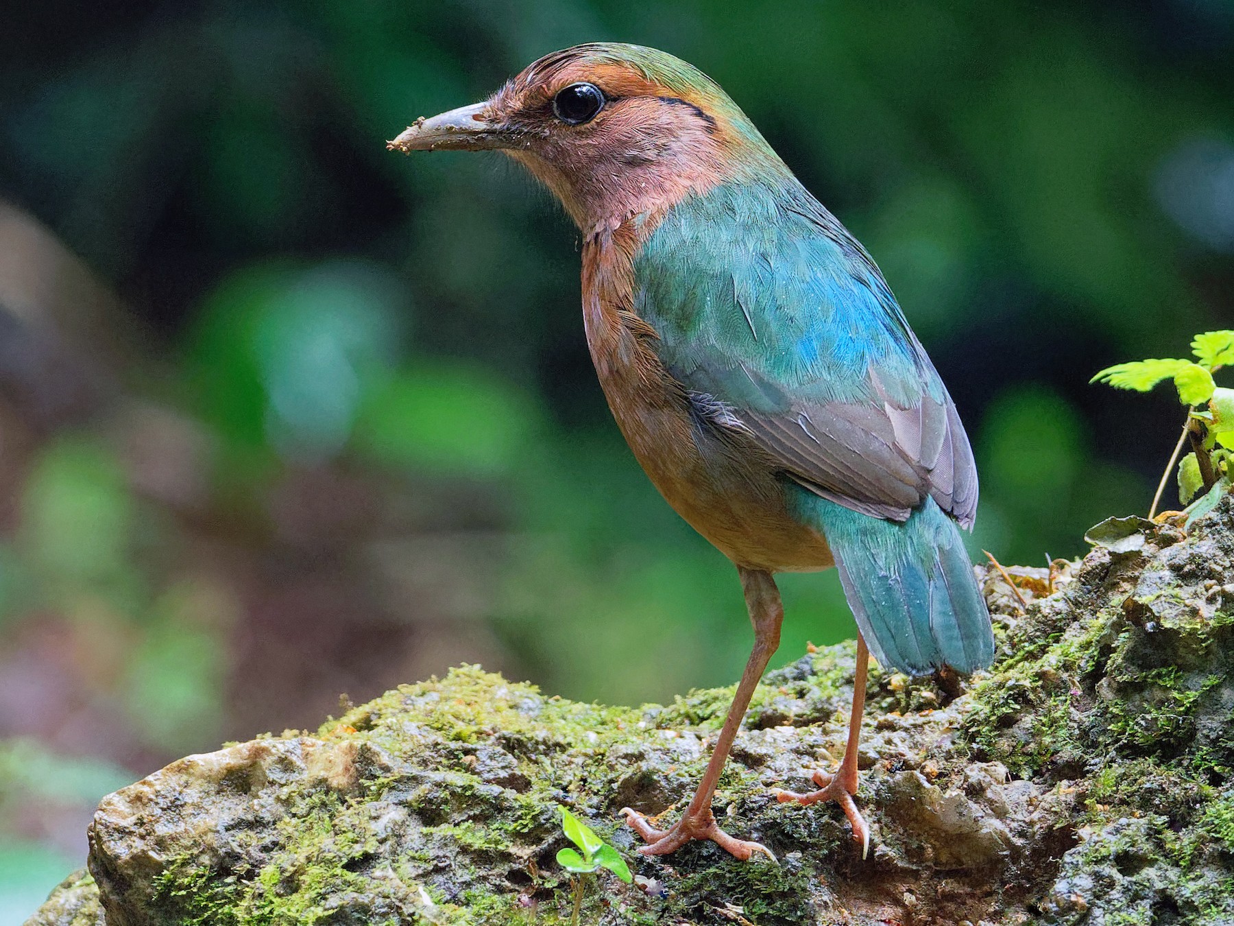 Blue-rumped Pitta - eBird