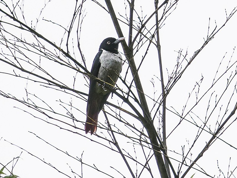 Silver Oriole - eBird