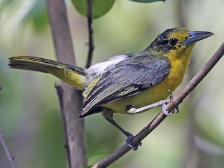 Great Iora - eBird