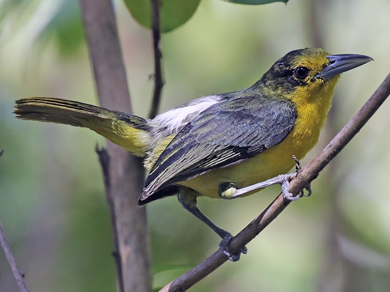 Great Iora - eBird