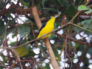 Great Iora - eBird