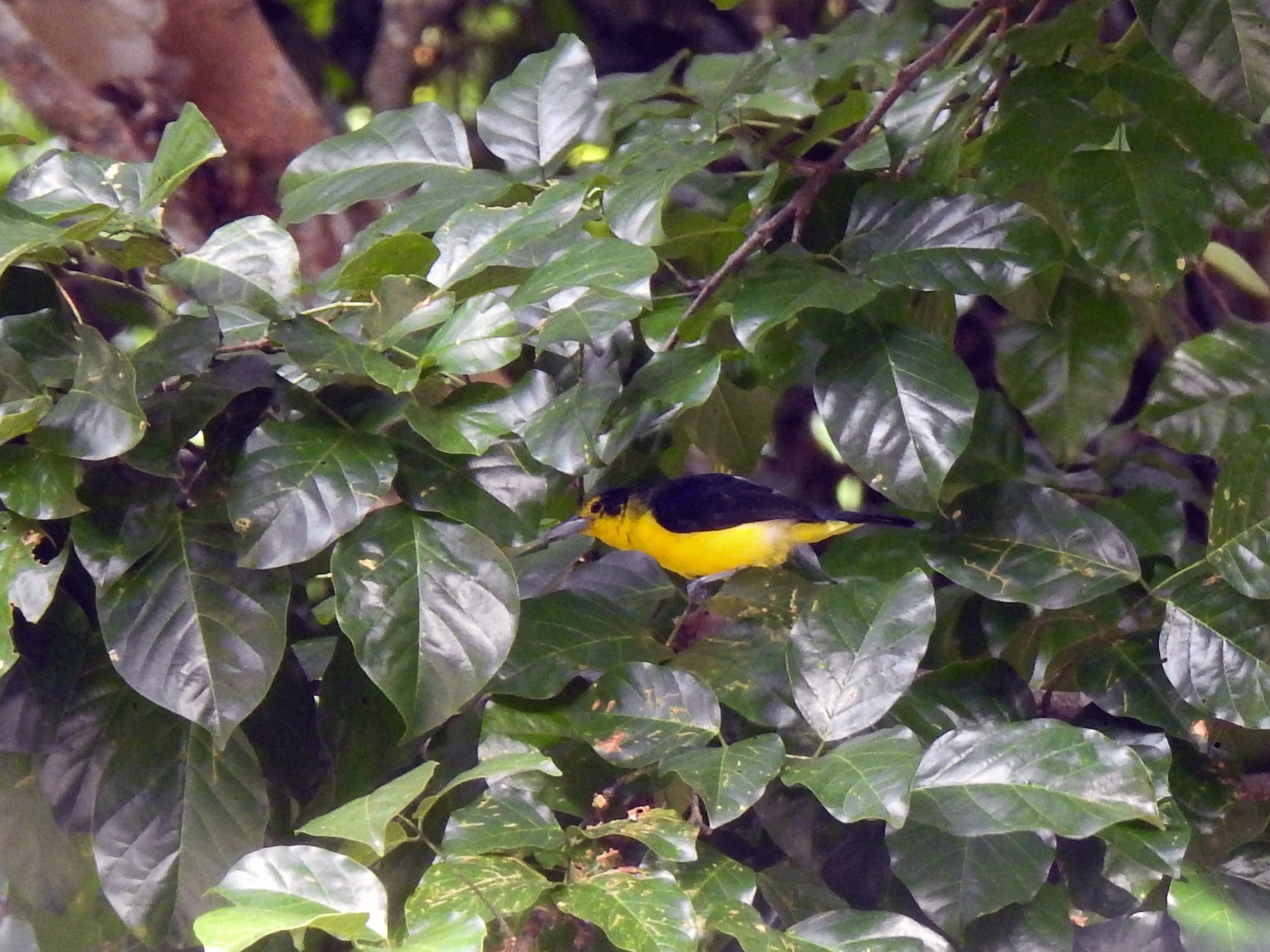 Great Iora - eBird