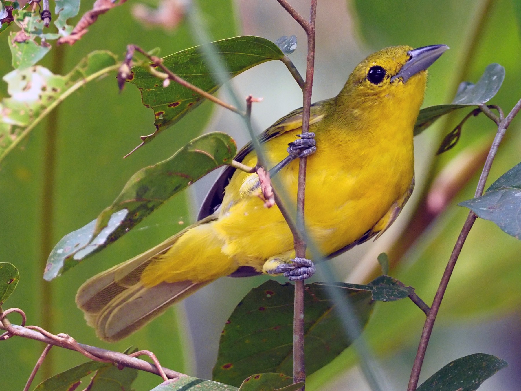 Great Iora - eBird