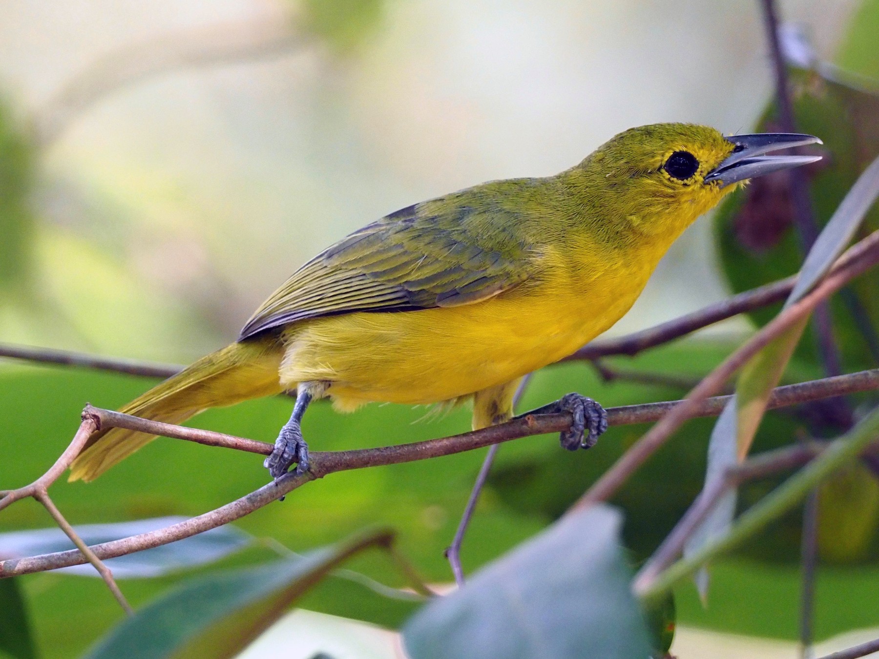 Great Iora - eBird