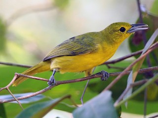 Great Iora - eBird