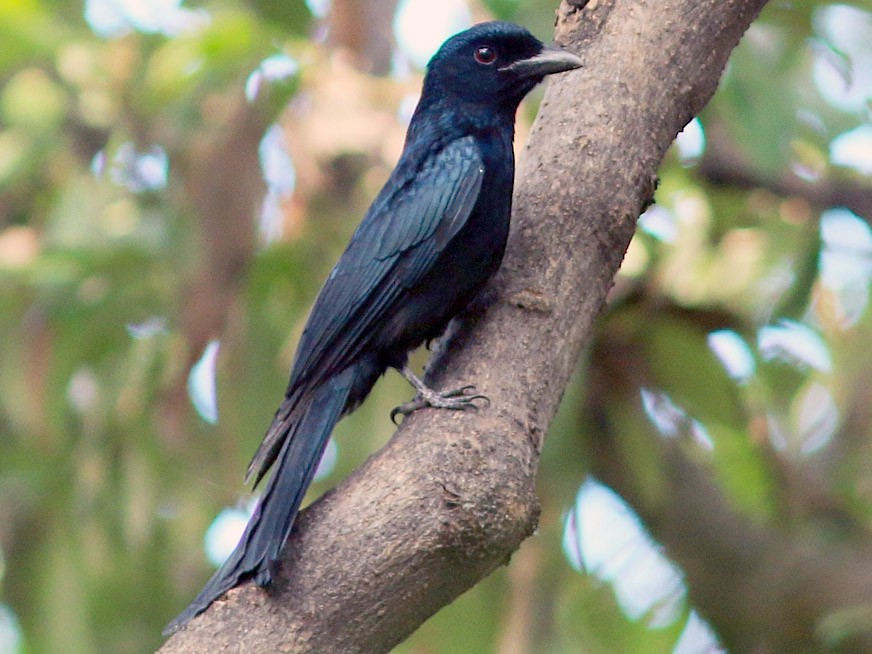 Crow-billed Drongo - eBird