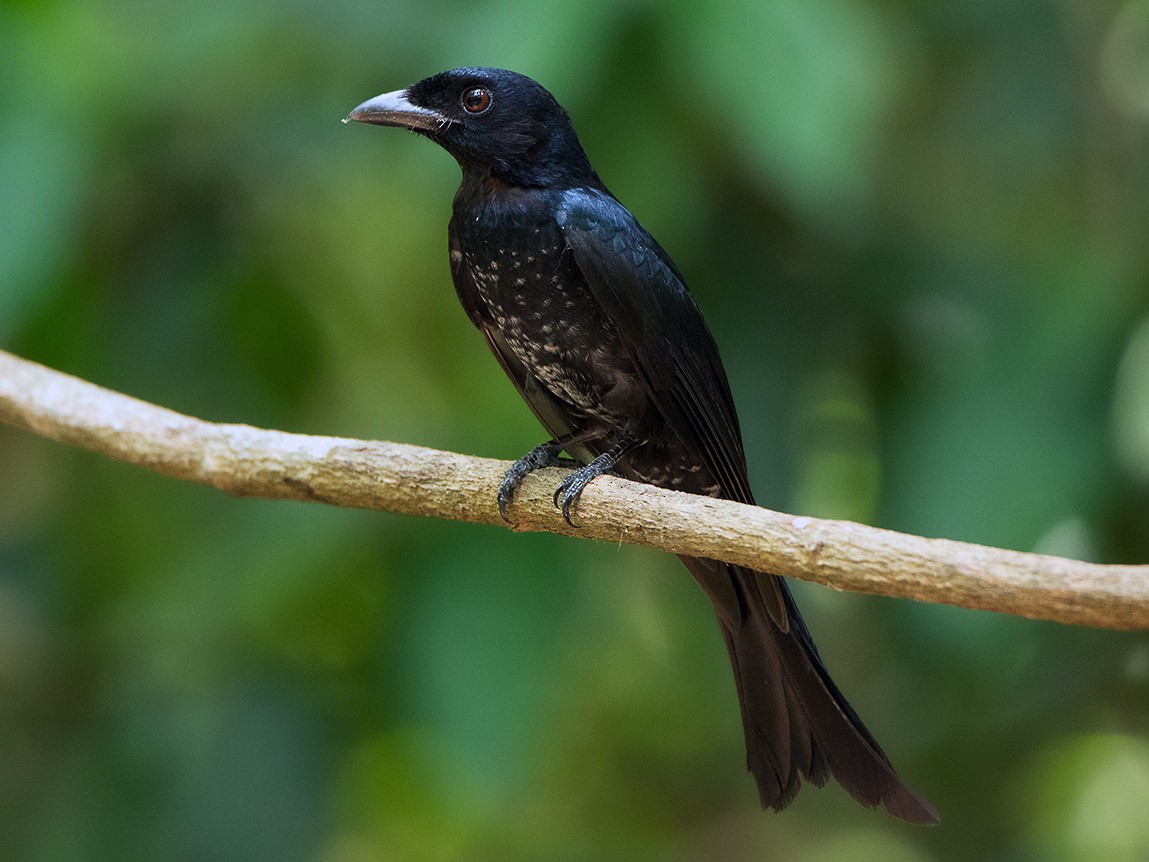 Crow-billed Drongo - eBird