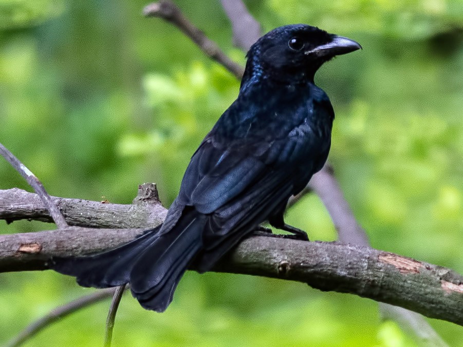 Crow-billed Drongo - eBird