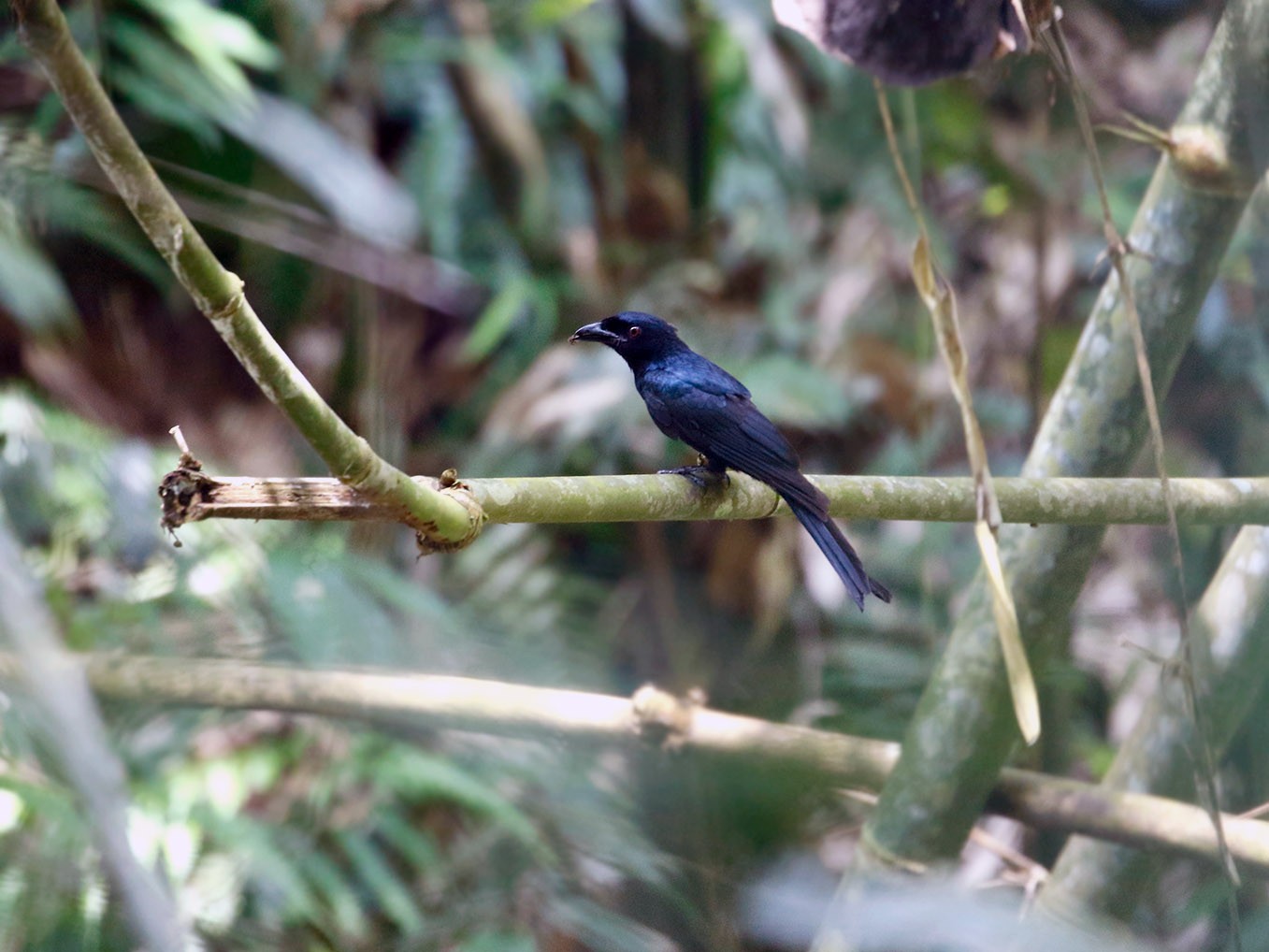 Crow-billed Drongo - eBird