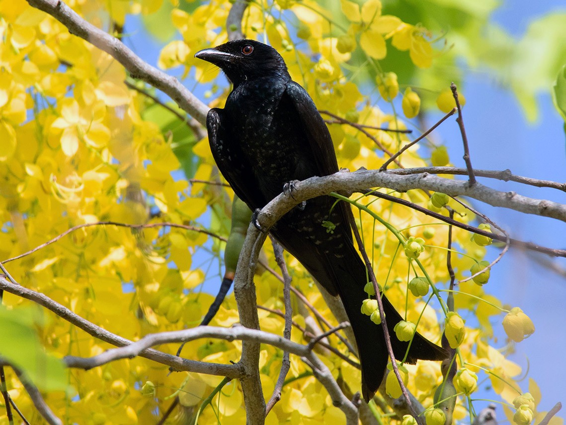 Crow-billed Drongo - eBird