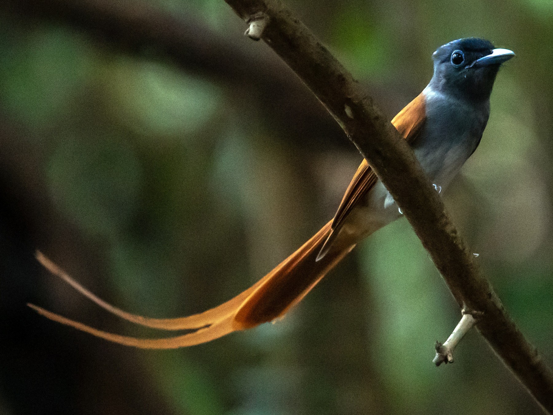 Blyth's Paradise-Flycatcher - eBird