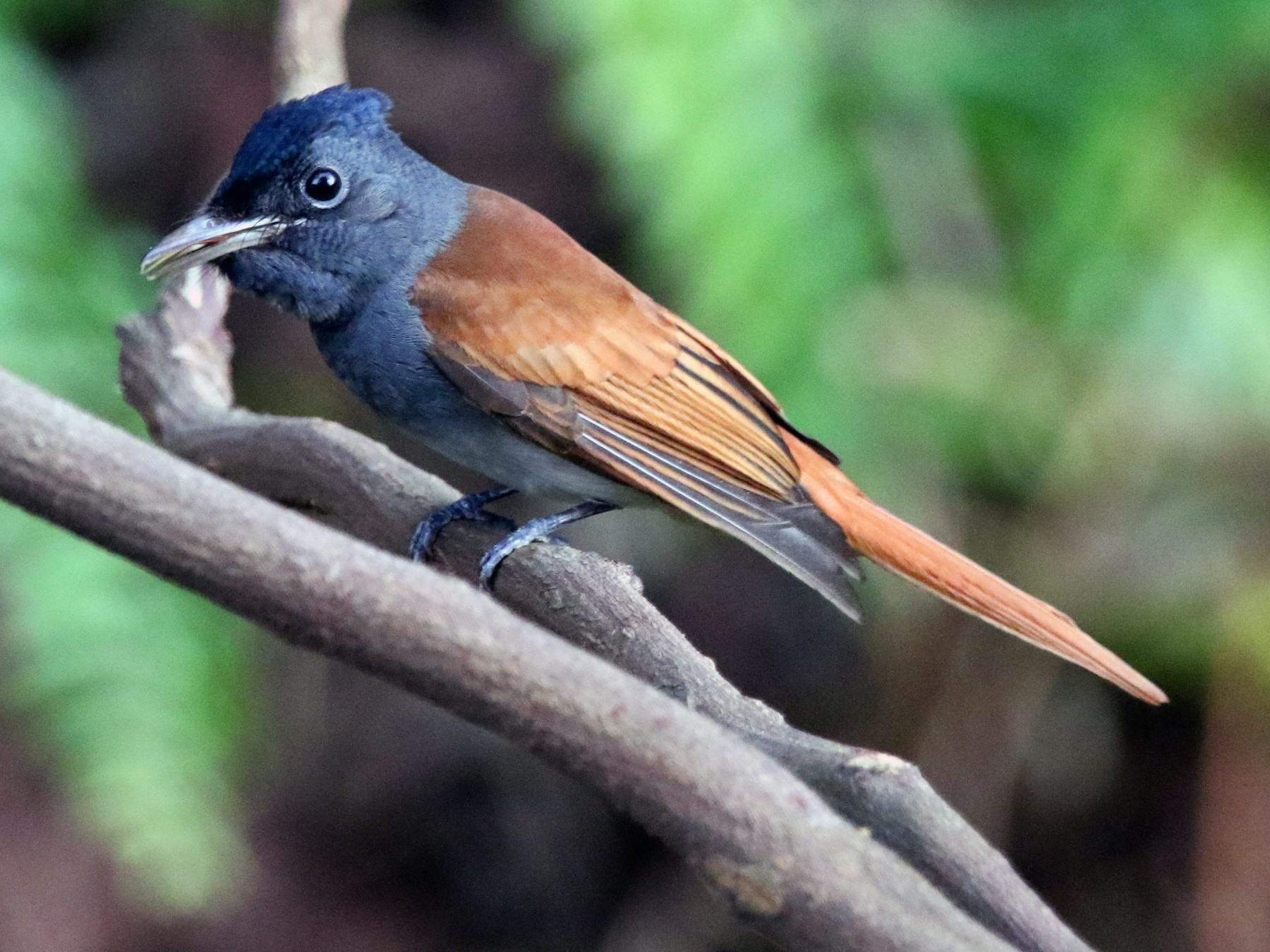 Blyth's Paradise-Flycatcher - eBird