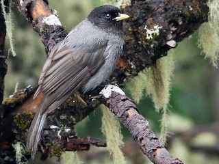Sichuan Jay - Perisoreus internigrans - Birds of the World