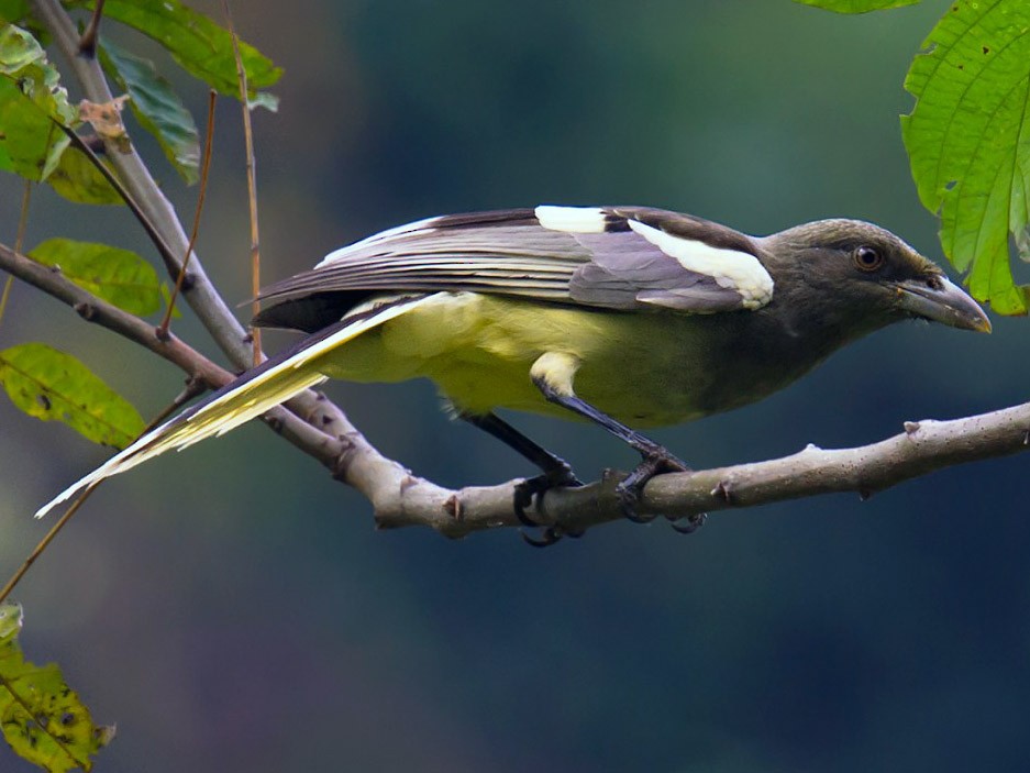 White-winged Magpie - eBird