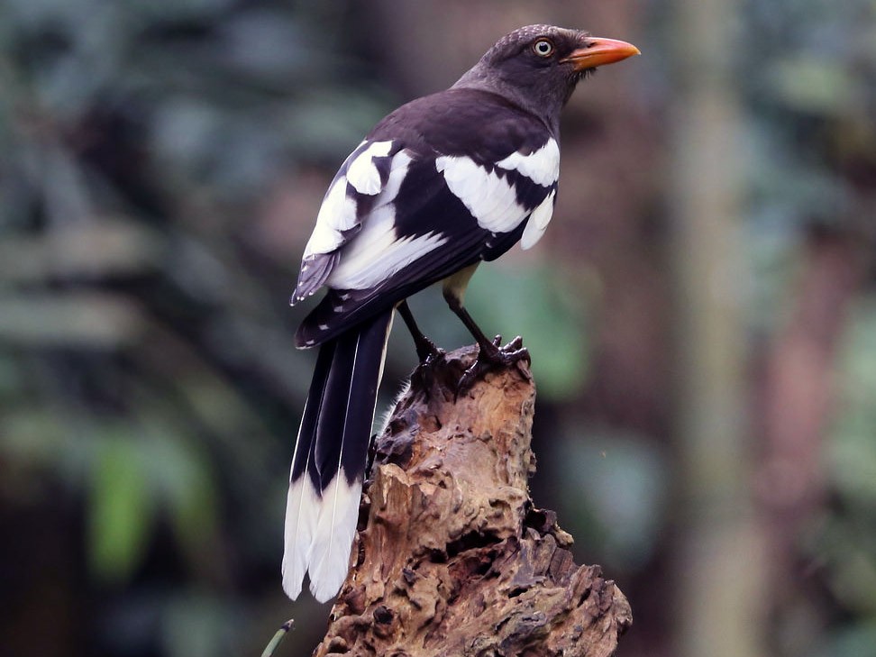 White-winged Magpie - eBird