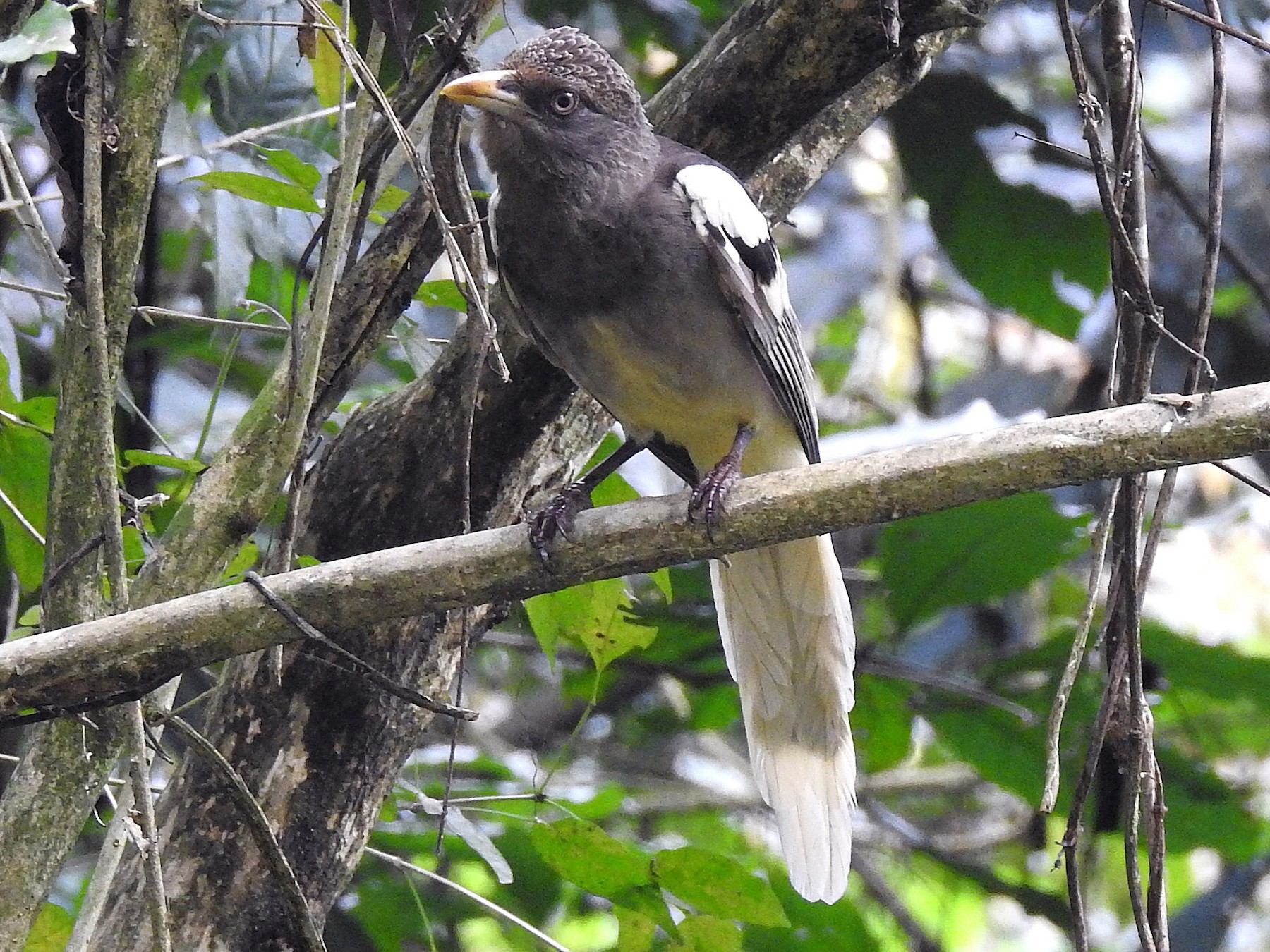 White-winged Magpie - eBird