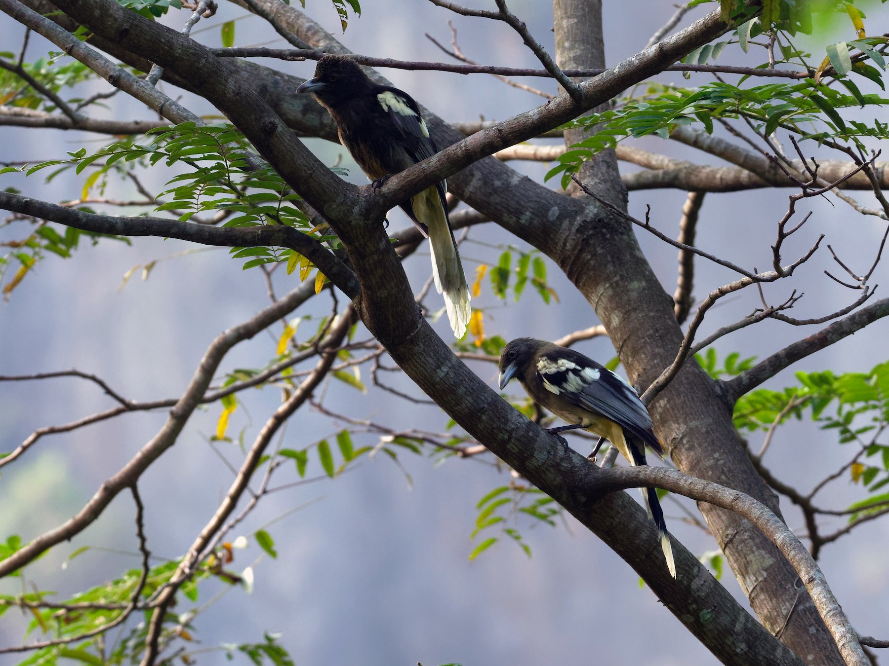 White-winged Magpie - eBird