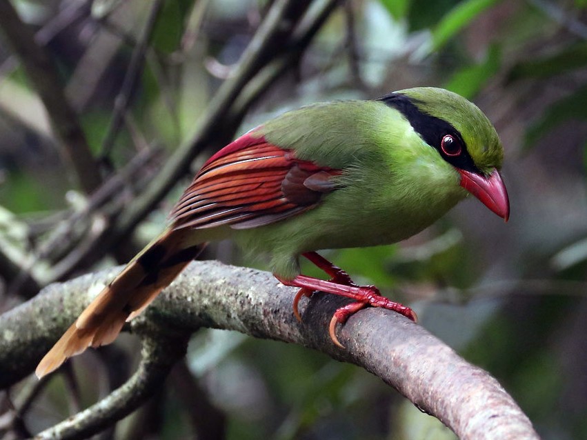 Indochinese Green-Magpie - eBird