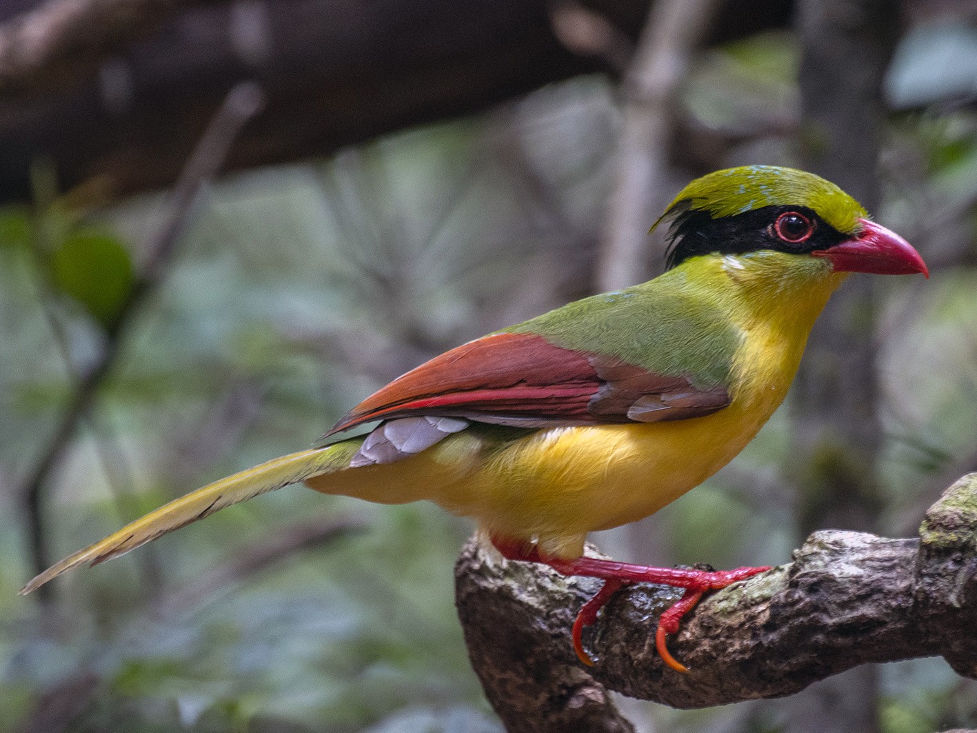 Pirolle à ventre jaune - eBird