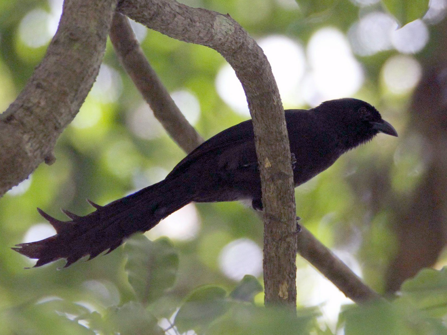 Ratchet-tailed Treepie - eBird