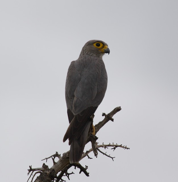 Grey Kestrel