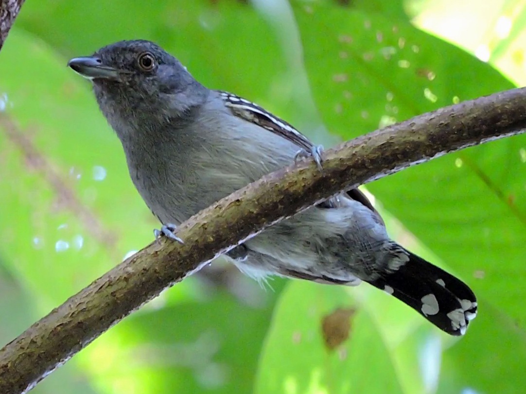 Northern Slaty-Antshrike - eBird