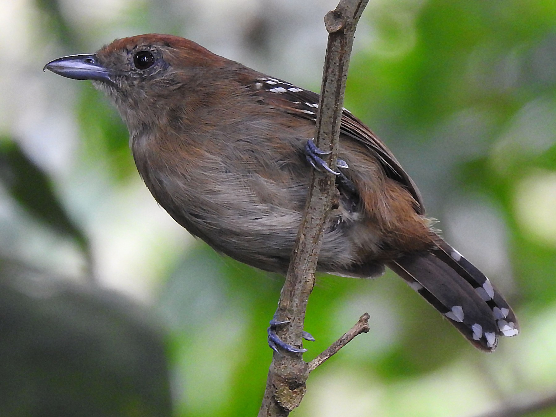 Northern Slaty-Antshrike - eBird