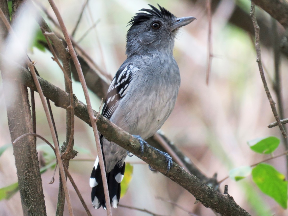 Northern Slaty-Antshrike - Thamnophilus punctatus - Birds of the World