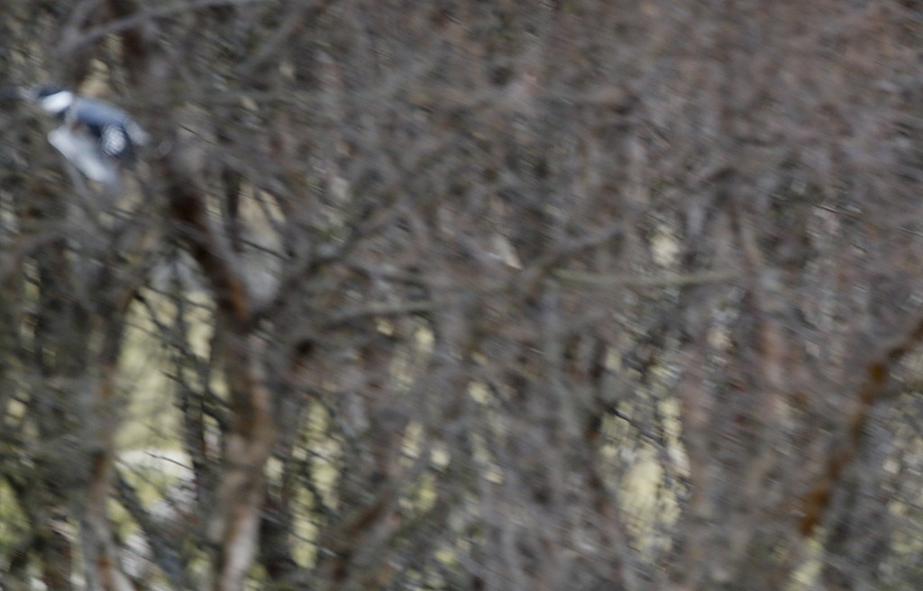 eBird Checklist - 10 Apr 2019 - Mosfellsbær - 1 species