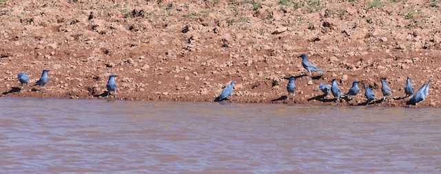 Dieta y alimentación - Pinyon Jay - Gymnorhinus cyanocephalus - Birds ...