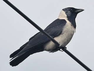 Daurian Jackdaw - Coloeus dauuricus - Birds of the World