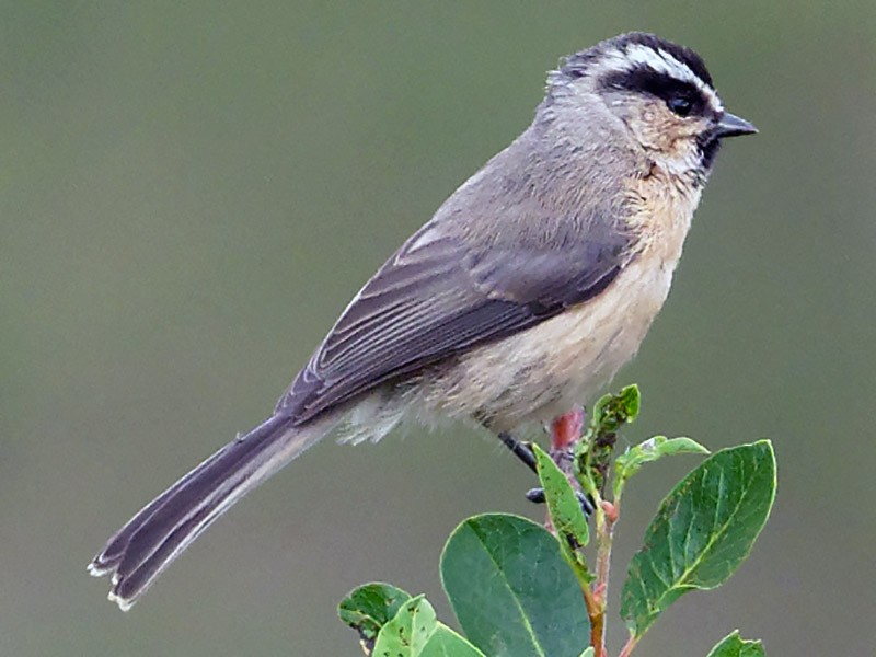 White-browed Tit - eBird